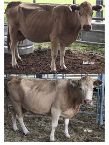 Cow Before After 3 | Panhandle Agriculture