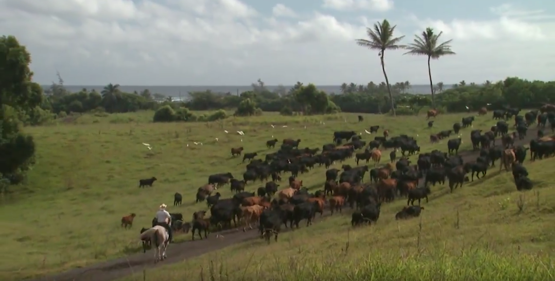Friday Feature: Cattle Ranching in Hawaii | Panhandle Agriculture