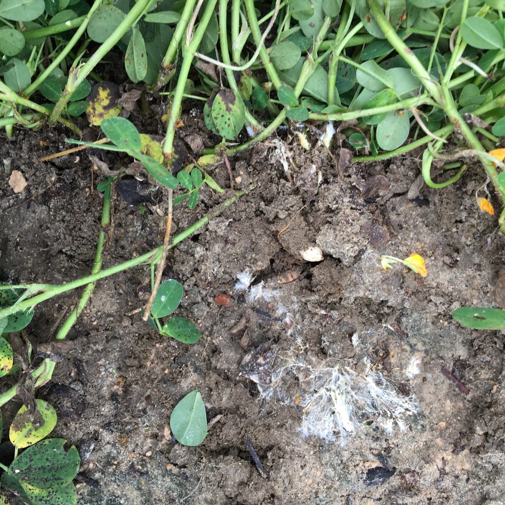 Identifying Harmless “False White Mold” in Peanut Fields | Panhandle ...