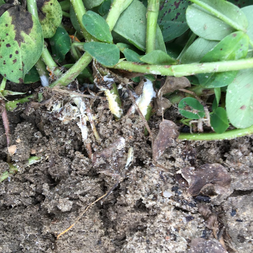 Identifying Harmless “False White Mold” in Peanut Fields | Panhandle ...