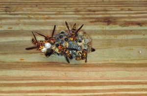 Barn Bugs: Insects in the Outbuildings Can Still Be a Problem ...