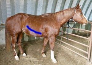 Heaves – The Horse Version of COPD | Panhandle Agriculture