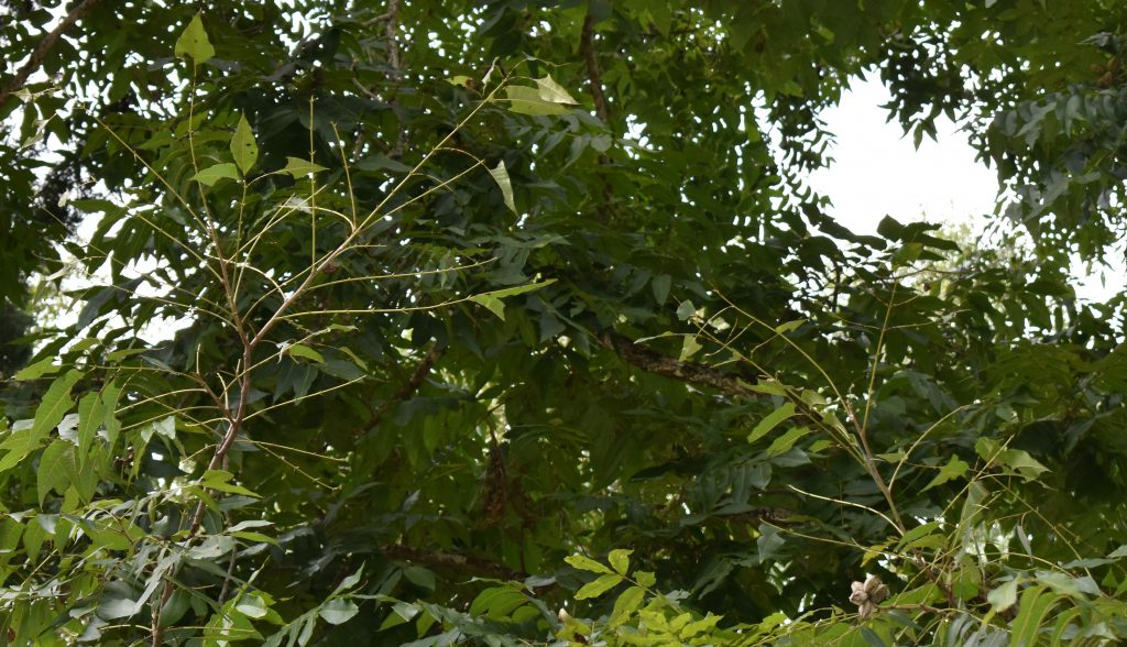 Fall Webworms Noticeable In Pecans As Summer Wains | Panhandle Agriculture