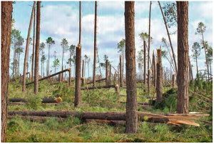 Considerations Before Contracting for Chipped or Shredded Wood Debris ...