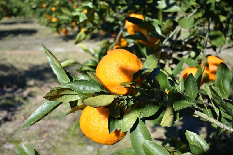 Citrus Health Response Program Opens Office for North Florida ...