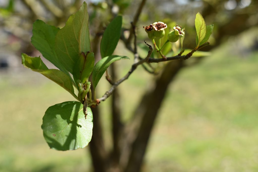 Mayhaw – a Native Fruit Tree Worth Considering for Niche Markets ...