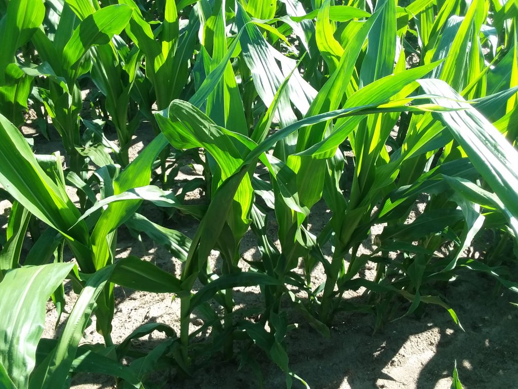 Twisted Whorl Syndrome in Corn | Panhandle Agriculture