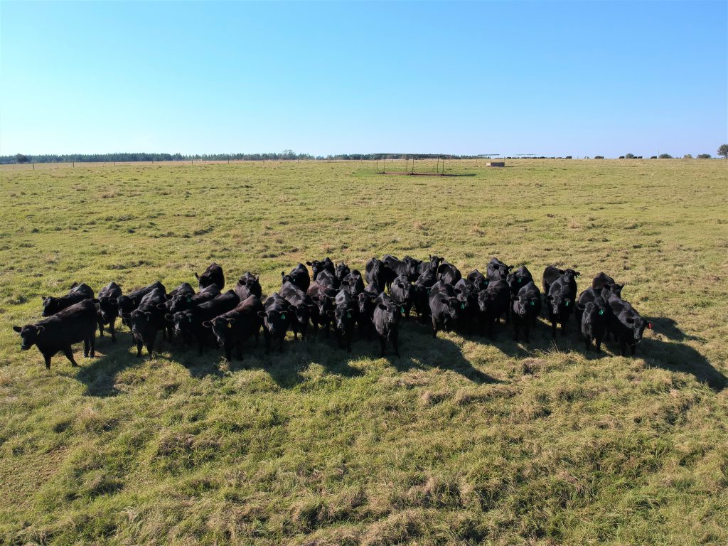 Understanding Stocking Rate vs. Stocking Density | Panhandle Agriculture