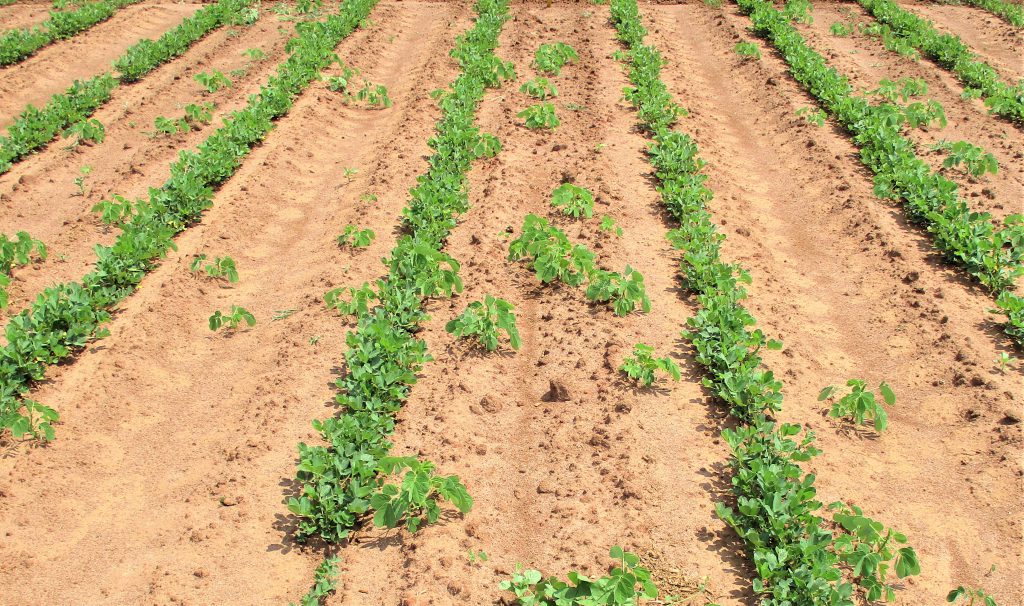 How Hot and Dry Conditions Affect Herbicide Performance | Panhandle ...