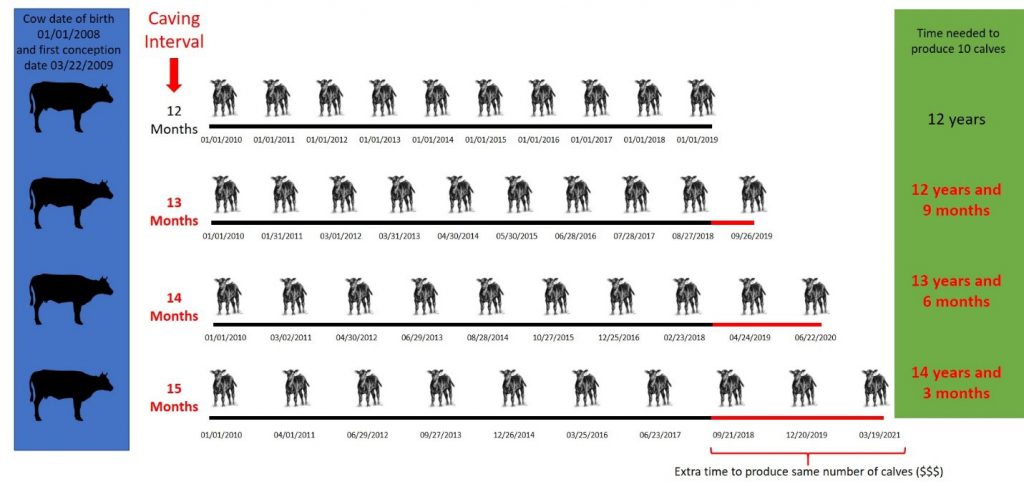 Improving the Reproductive Efficiency of Beef Cattle Herds | Panhandle ...
