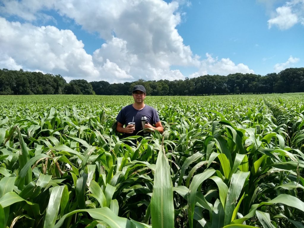Sorghum Silage – A Cost-Effective Alternative for Beef Cattle ...