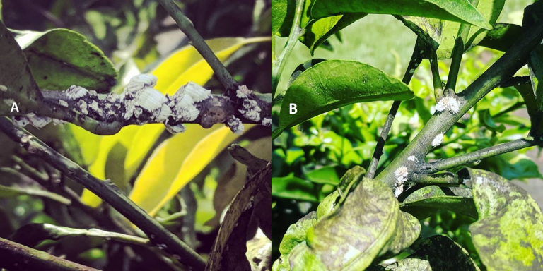 Old Citrus Pests Making a Comeback in Florida | Panhandle Agriculture