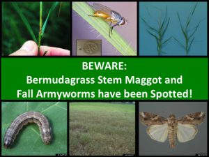 UGA Forage Pest Alert for Armyworms & Stem Maggots | Panhandle Agriculture