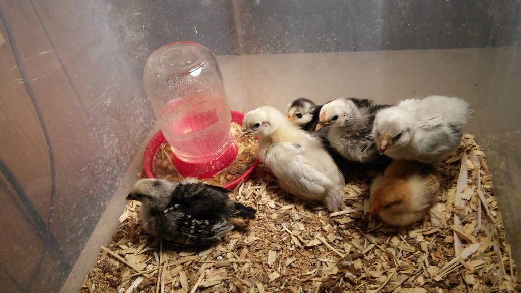 Is Small Scale Poultry Production Right for You? | Panhandle Agriculture