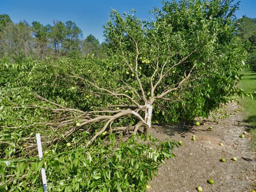Impact of Hurricane Winds on Citrus Varieties Being Evaluated in Quincy ...