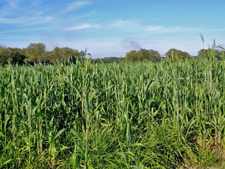 Preparing for Cool-season Cover Crops | Panhandle Agriculture