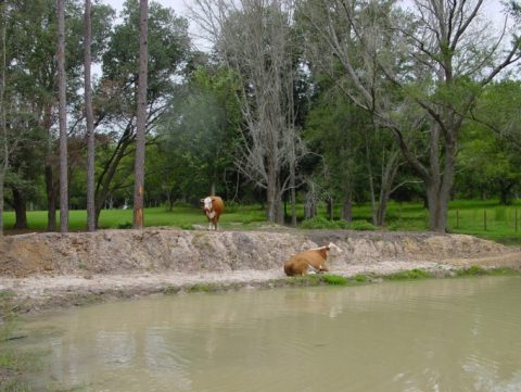 Managing Muddy Ponds | Panhandle Agriculture