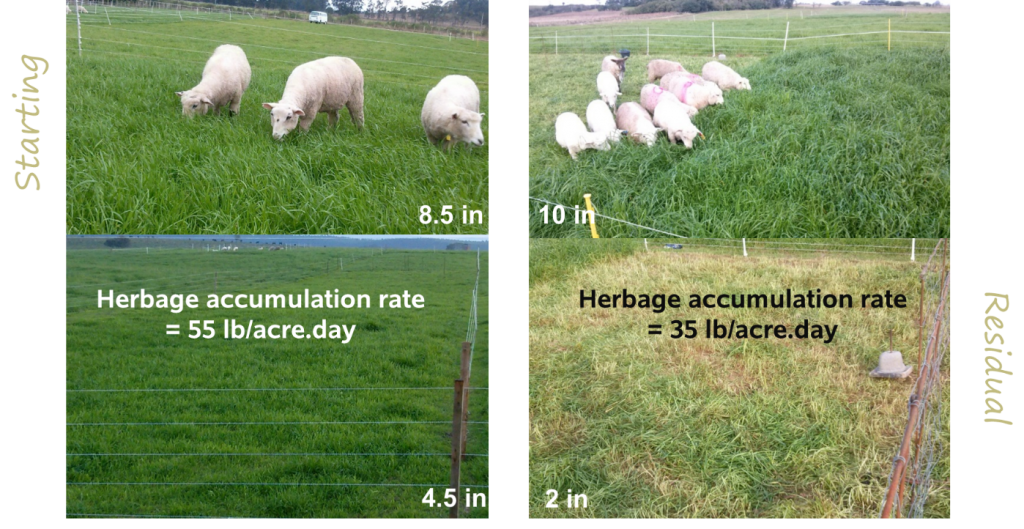 The Right Steps for Cool-Season Forage Management | Panhandle Agriculture