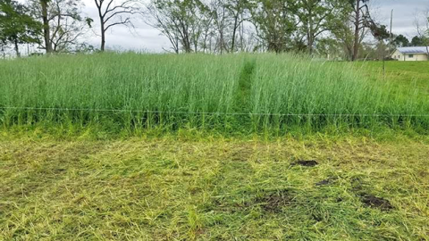 The Right Steps for Cool-Season Forage Management | Panhandle Agriculture