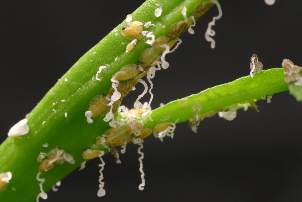 Update on Asian Citrus Psyllid and Citrus Greening in North Florida ...