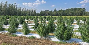 First Year of Industrial Hemp Research in North Florida Completed ...