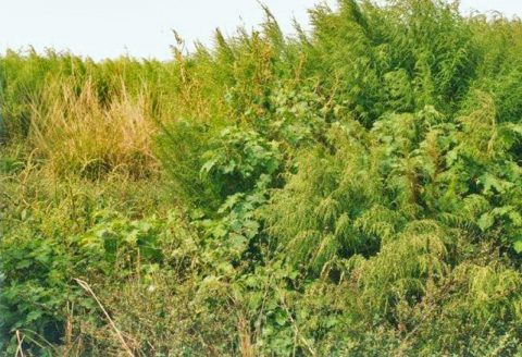 7 Steps to Successful Pasture Establishment | Panhandle Agriculture