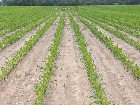 Corn Planting Date and Starter Fertilizer Recommendations | Panhandle ...