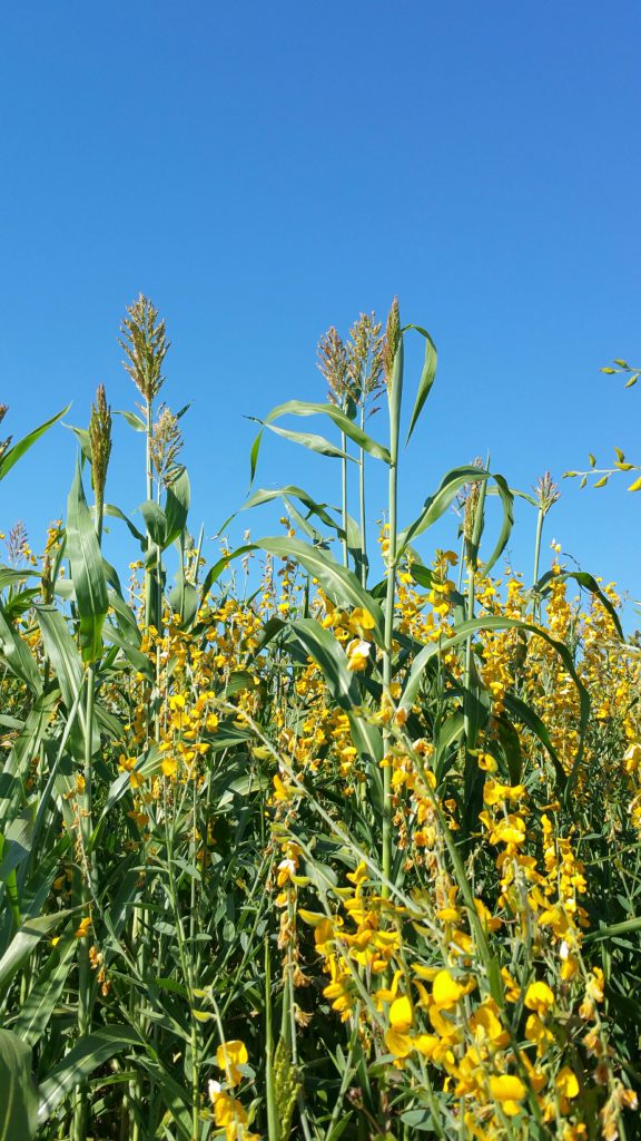 sunn-hemp-mixture | Panhandle Agriculture