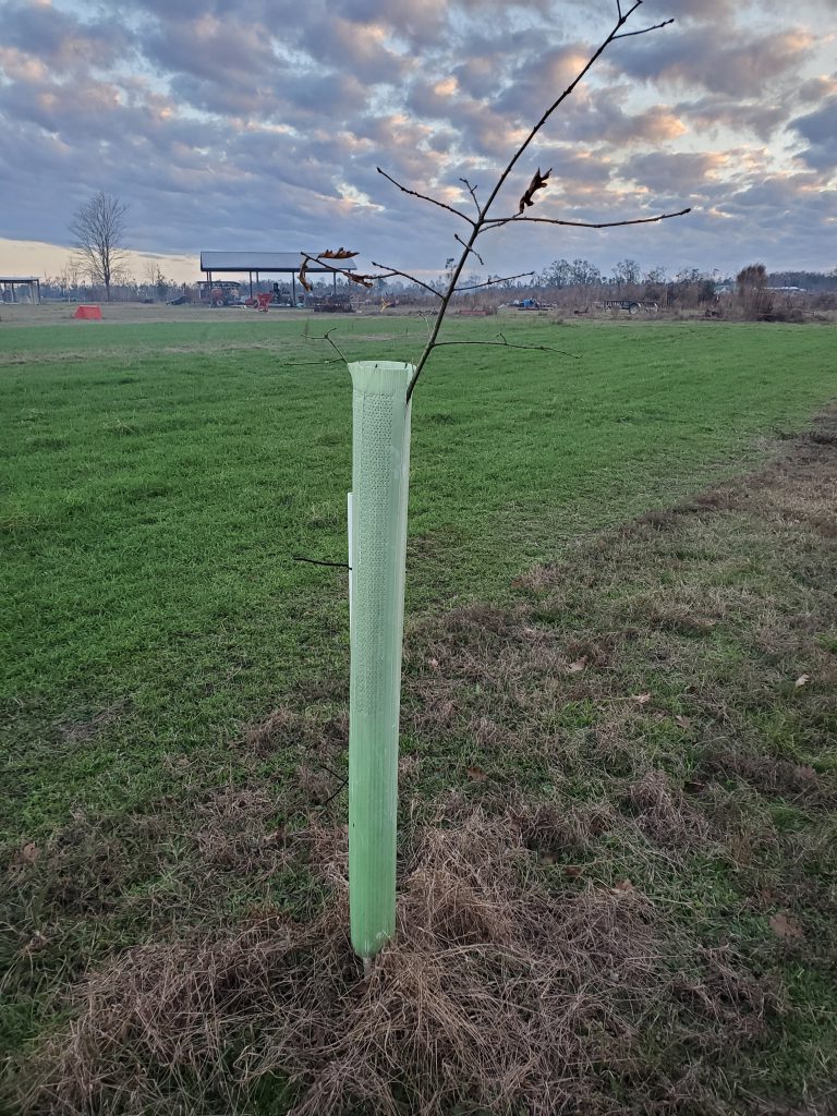 Enhancing Your Winter Wildlife Plots with Hard Mast Trees | Panhandle ...