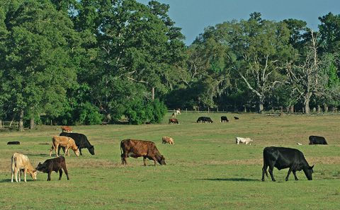 Effective Management of Warm-Season Pastures During the Spring ...