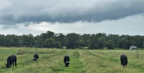 The Art and Science of Grazing Management | Panhandle Agriculture
