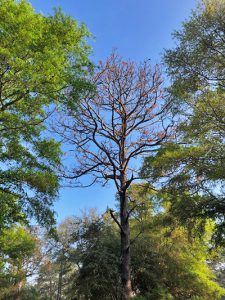 Has the Pine Bark Beetle Infestation Peaked? | Panhandle Agriculture