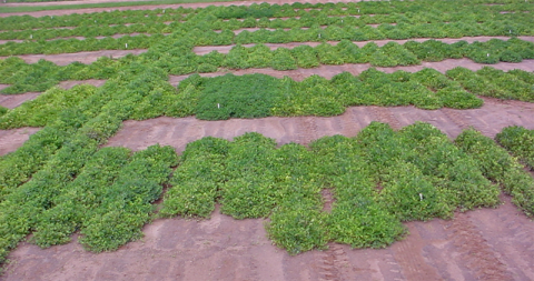 Don’t Be Surprised by Spotted Wilt Virus in 2020 Peanut Fields ...