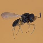 Kudzu Bugs Arriving in High Numbers in Legume Crops | Panhandle Agriculture