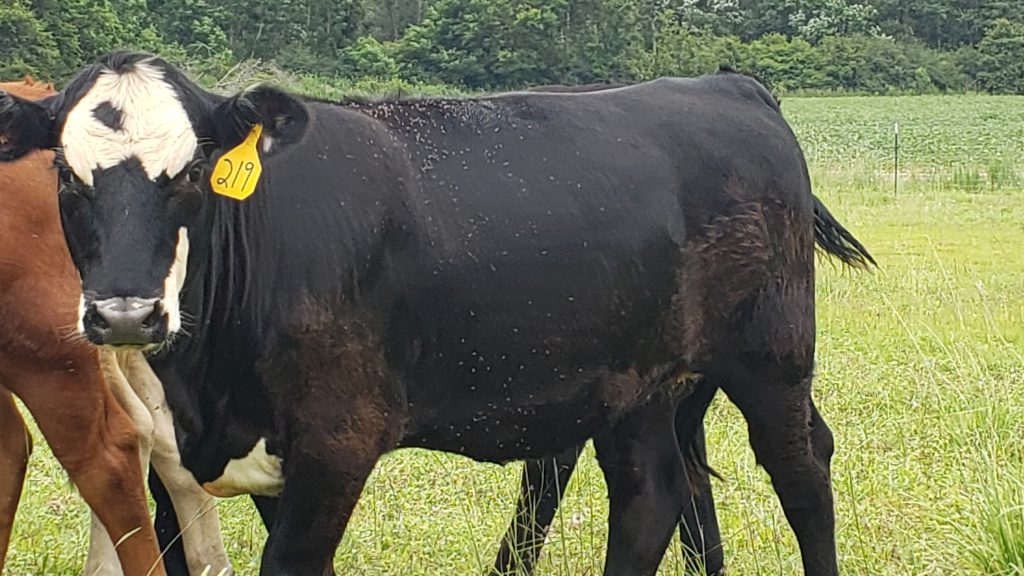Consider Insecticide Resistance When Controlling Horn Flies On Cattle Panhandle Agriculture
