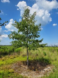 Sawtooth Oak: A Good, but not Perfect Tree for Landowners and Wildlife ...