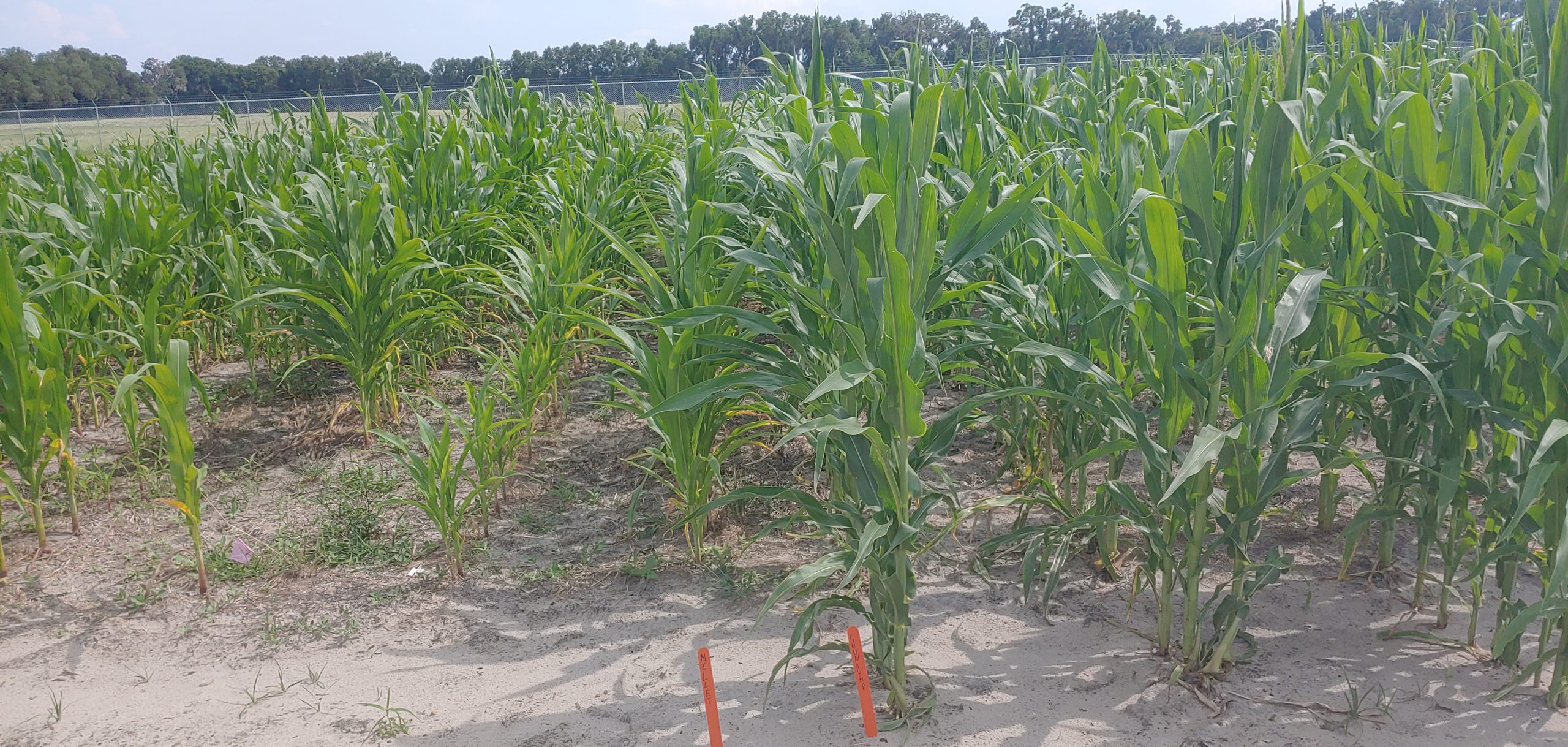 Rotation Crops for Managing Nematodes in Corn-Intensive Operations ...