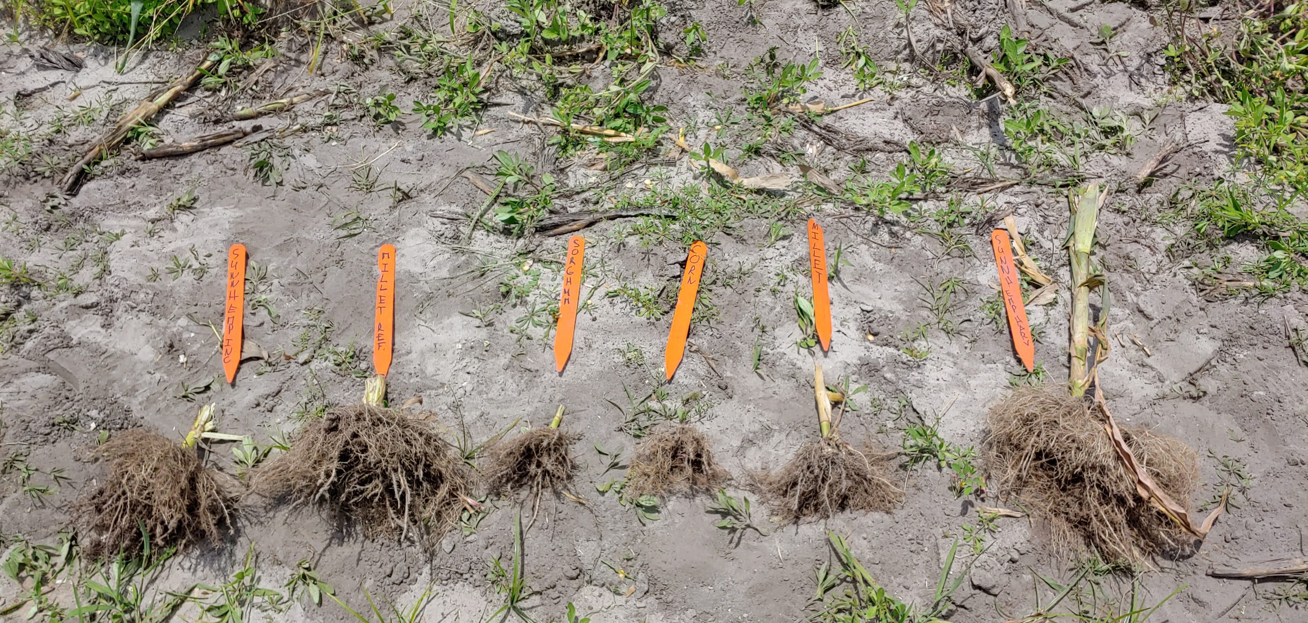 Rotation Crops for Managing Nematodes in Corn-Intensive Operations ...