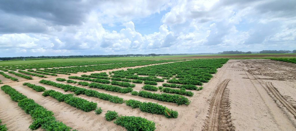 The What, When and How of Florida’s Peanut Rust Issue | Panhandle ...
