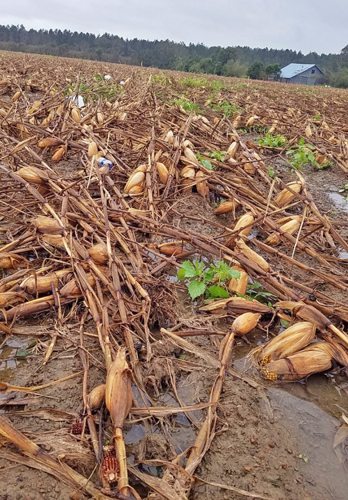 Hurricane Sally Caused Major Damage to Escambia County Crop Fields ...