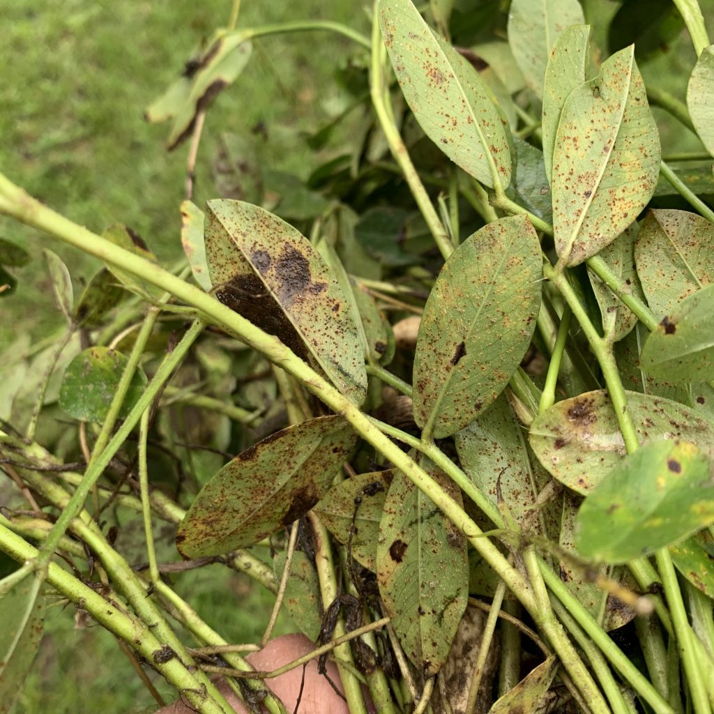 The What, When and How of Florida’s Peanut Rust Issue | Panhandle ...