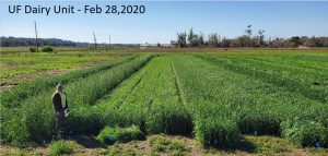 Cool-Season Forage Video Tour & 2020 Variety Recommendations | Panhandle Agriculture