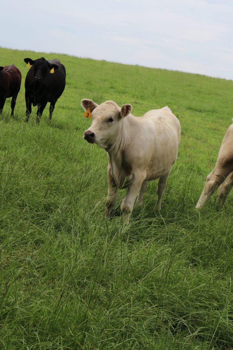 Grazing Management Options for Cool-Season Forages | Panhandle Agriculture