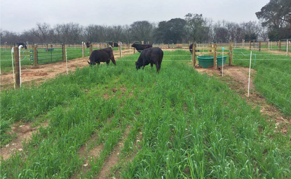 Protect Against Nitrate Losses from Your Fields with Winter Grazing ...