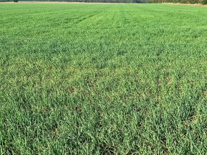 Herbicide Options for Weed Control in Small Grain Crops | Panhandle ...