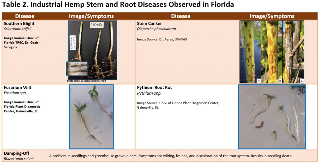 Industrial Hemp Diseases in Florida: What We Know So Far | Panhandle ...