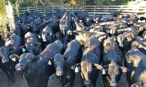 Estrus Pre-Synchronization, Synchronization, or Re-Synchronization ...