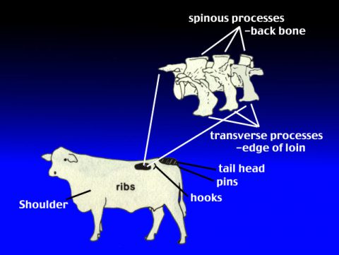 Back to the Basics: Revisiting Body Condition Scoring | Panhandle ...
