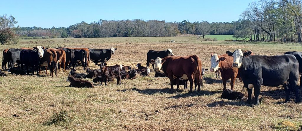 CalfDex: A Free Basic Record App for Cow-Calf Producers | Panhandle ...
