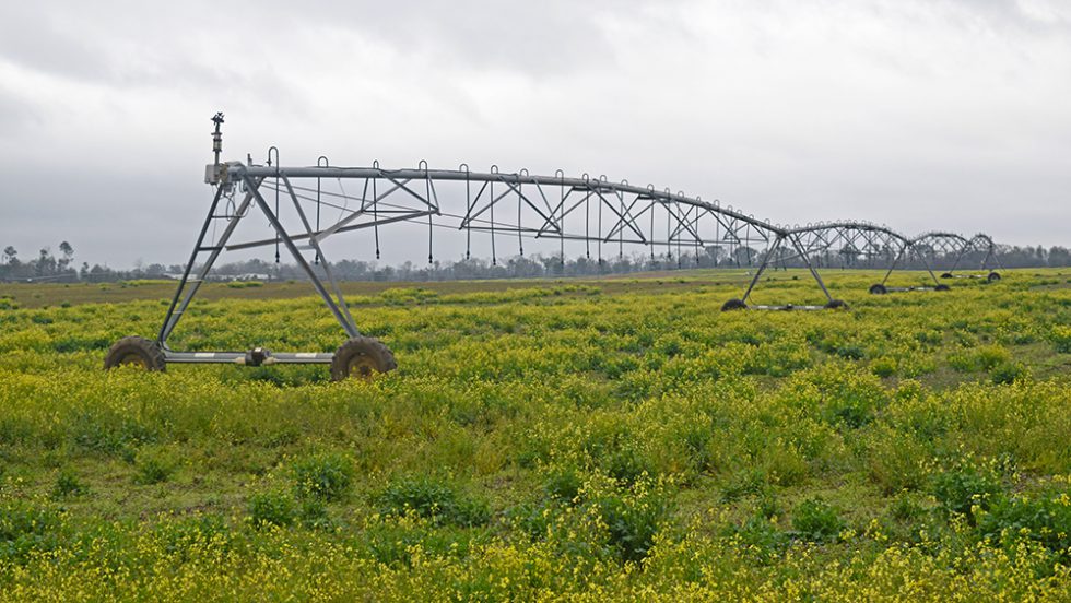 Baleage Production from Cool-Season Forage Cover Crops | Panhandle ...